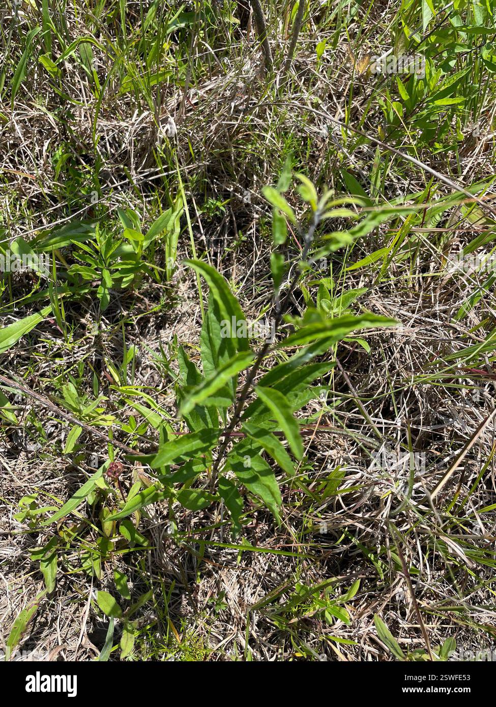 Prairie Sage (Salvia azurea grandiflora), Plantae, Mississippi, US ...