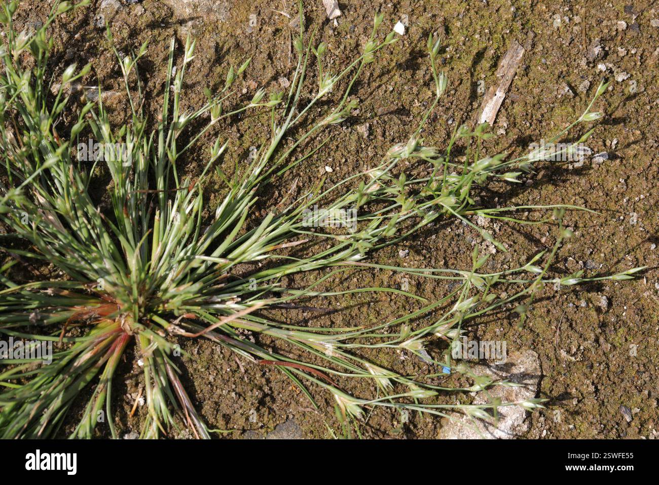 Toad rush (Juncus bufonius), Plantae, Spike Island, Lower Church Street ...