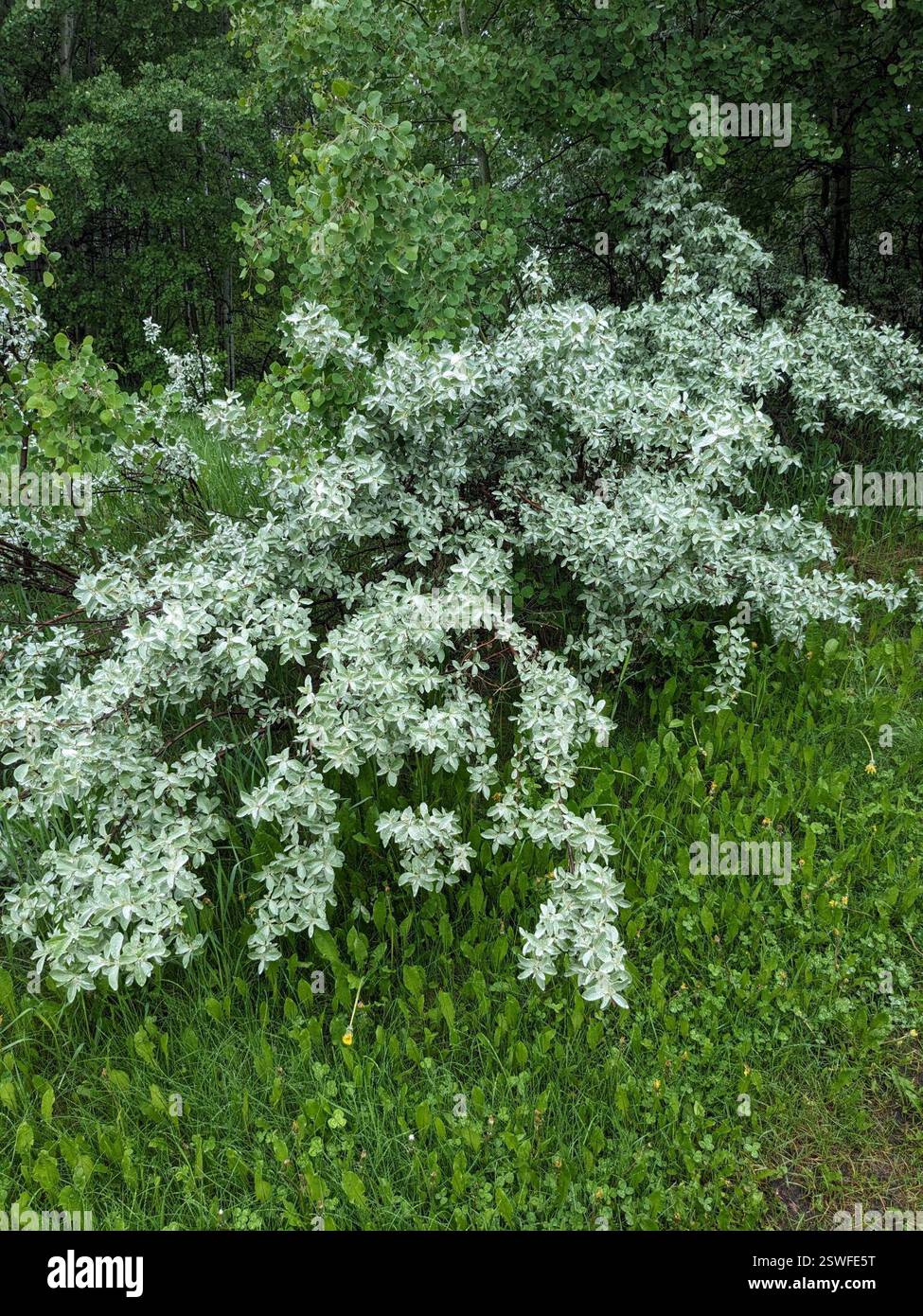 Silverberry (Elaeagnus commutata), Plantae, Cypress Hills, CA-AB-ON, CA ...