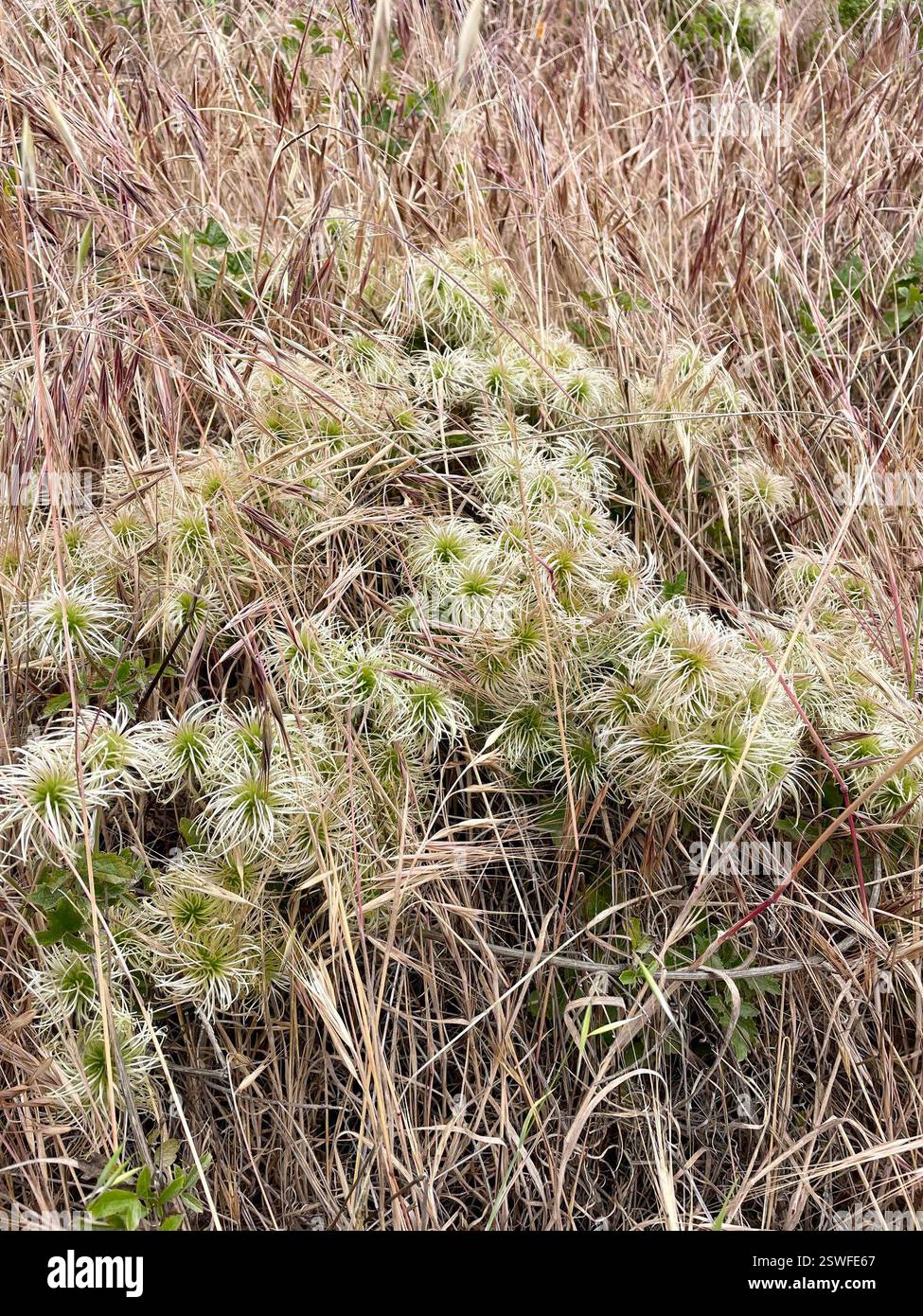 Pipestem Clematis (Clematis lasiantha), Plantae, Garrapata State Park ...