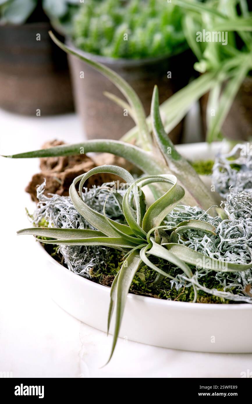 Tillandsia air and different succulent plant in ceramic pots Stock ...