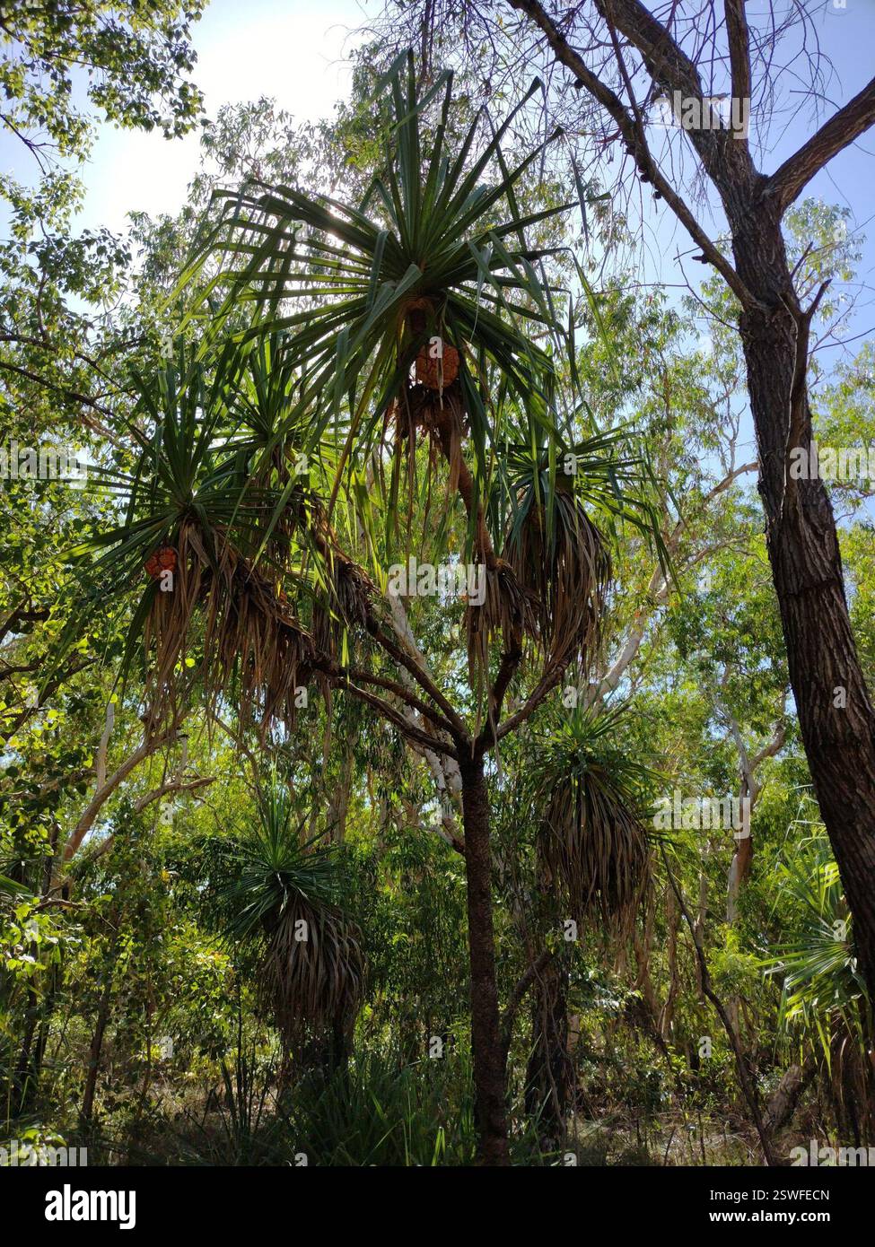 Screw Palm (Pandanus spiralis), Plantae, Nhulunbuy, NT 0880, Australia ...
