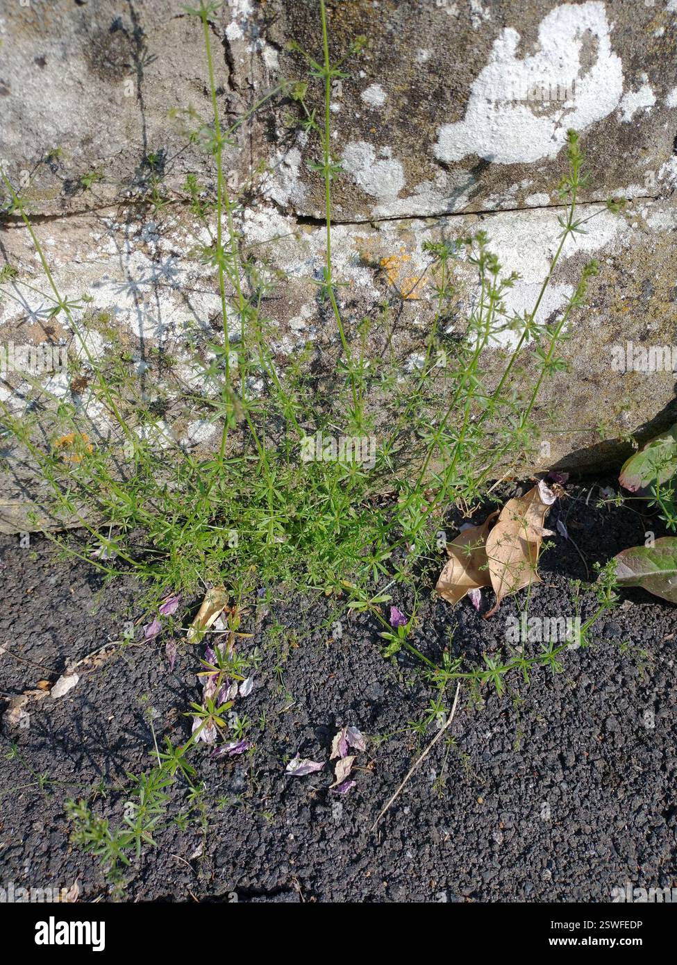 Wall Bedstraw (Galium parisiense), Plantae, England, GB Stock Photo - Alamy