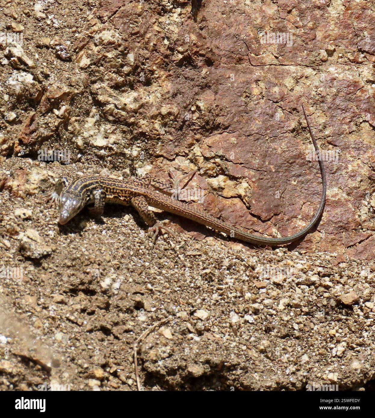 Western whiptail lizard hi-res stock photography and images - Alamy