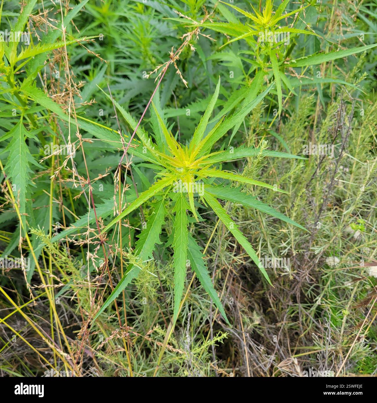 durango root (Datisca glomerata), Plantae, Topanga, CA, USA Stock Photo - Alamy