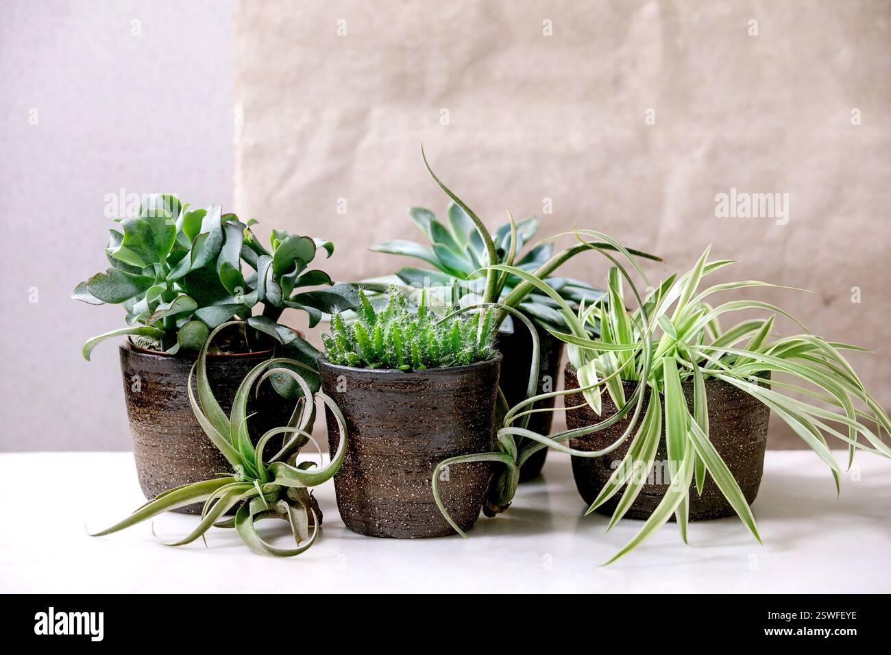 Tillandsia air and different succulent plant in ceramic pots Stock ...