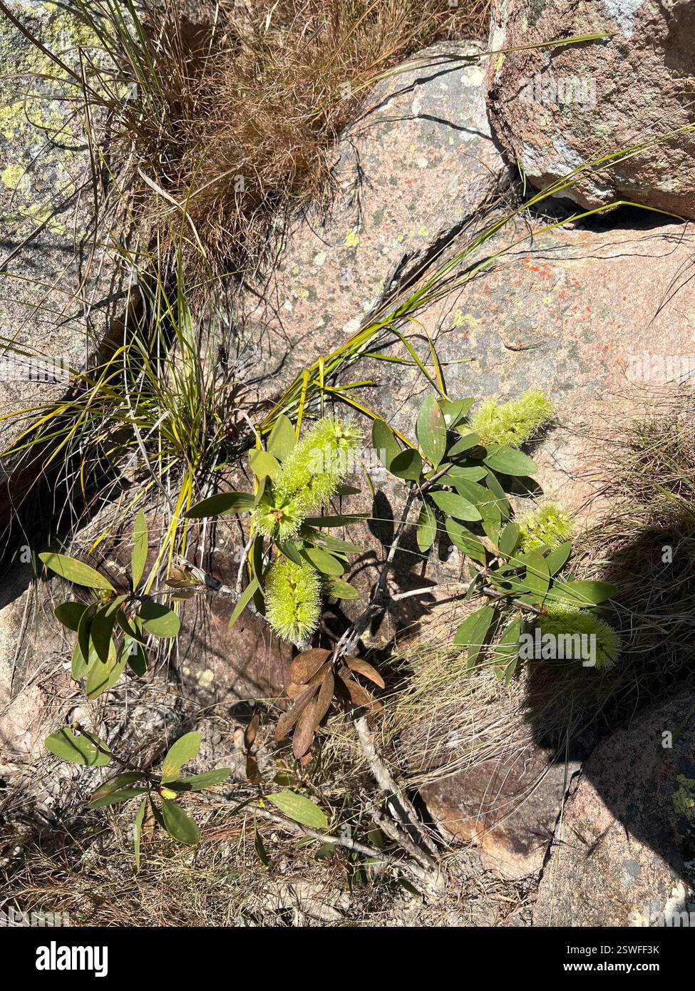 Broad Leaved Tea Tree (Melaleuca viridiflora), Plantae, Mount Stuart ...