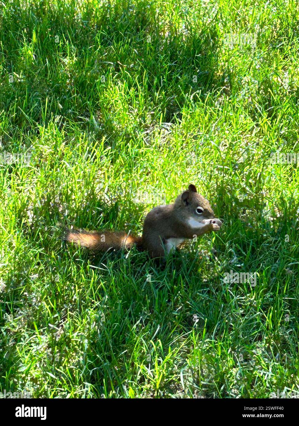 Mackenzie Red Squirrel (Tamiasciurus hudsonicus preblei), Mammalia ...