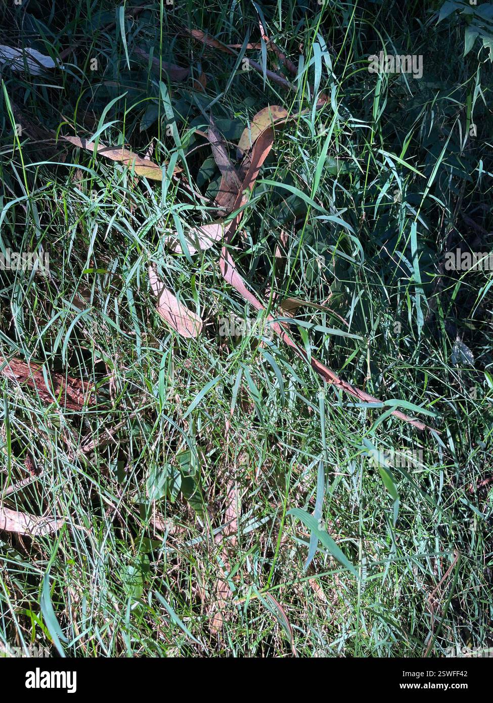 Forest Wire-grass (Tetrarrhena juncea), Plantae, Great Otway National ...