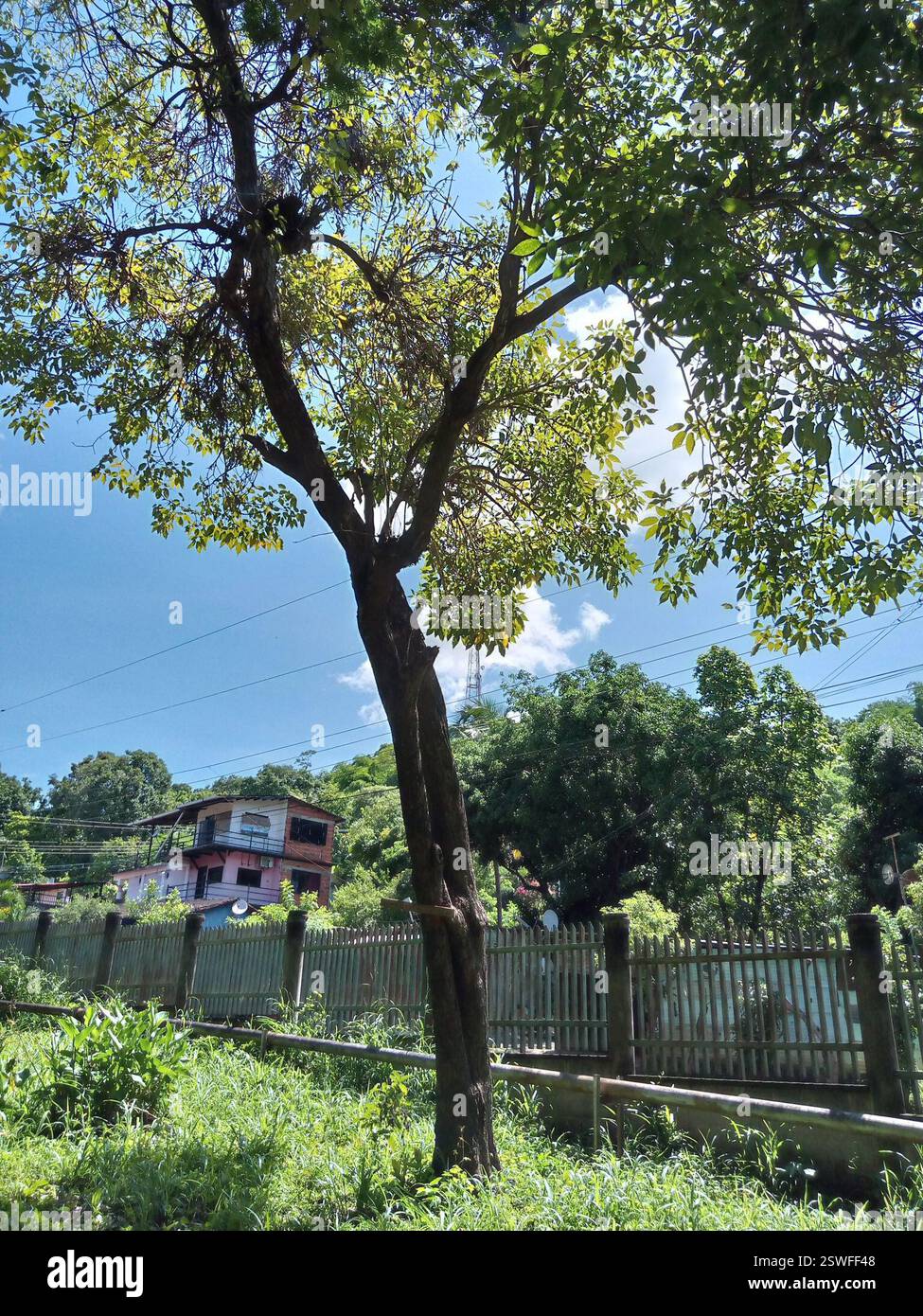 árbol de tabebuia hi-res stock photography and images - Alamy