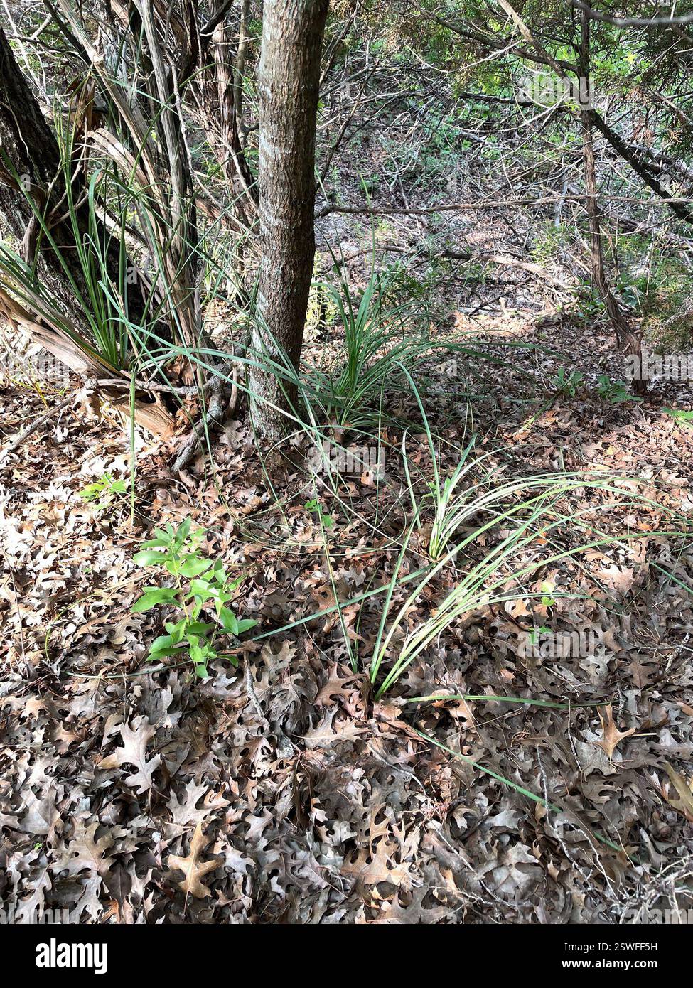 Devil's Shoestring (Nolina lindheimeriana), Plantae, Killeen, TX, US ...