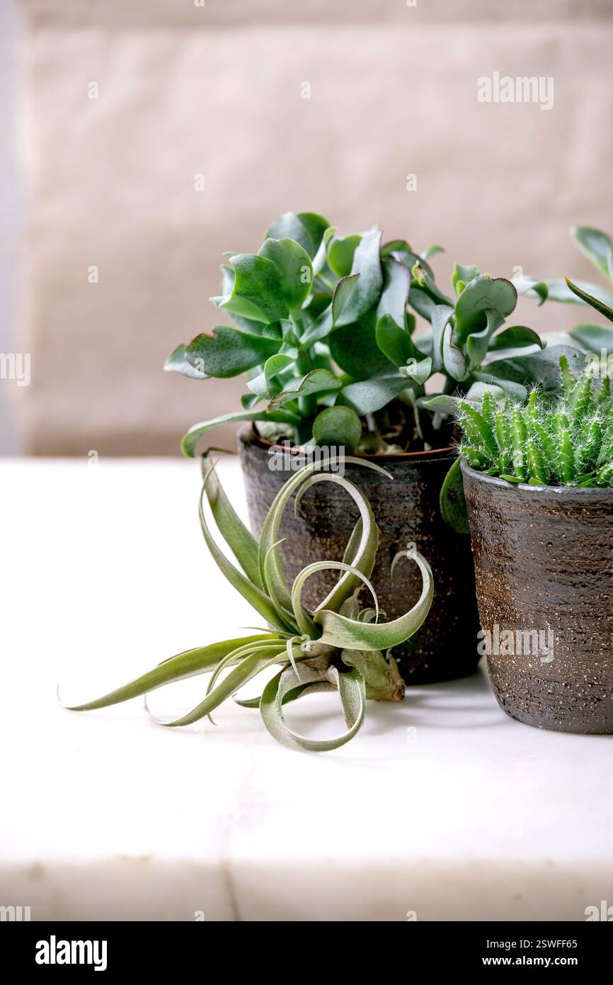 Tillandsia air and different succulent plant in ceramic pots Stock ...