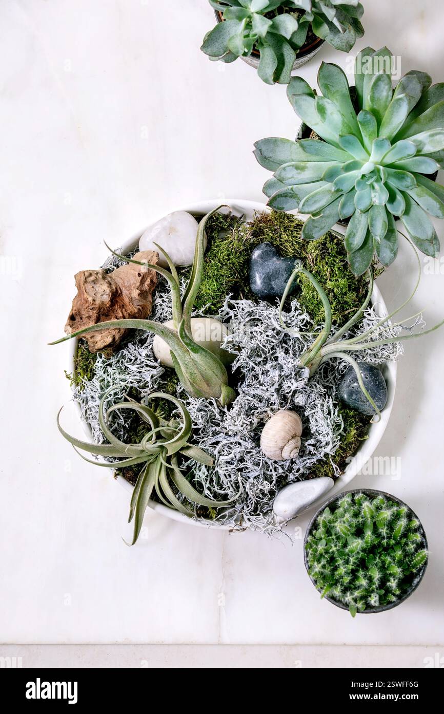 Tillandsia air and different succulent plant in ceramic pots Stock ...