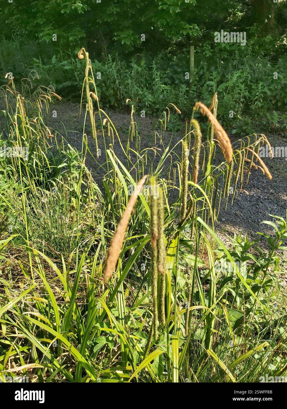 Hanging sedge (Carex pendula), Plantae, Buxton SK17, UK Stock Photo - Alamy