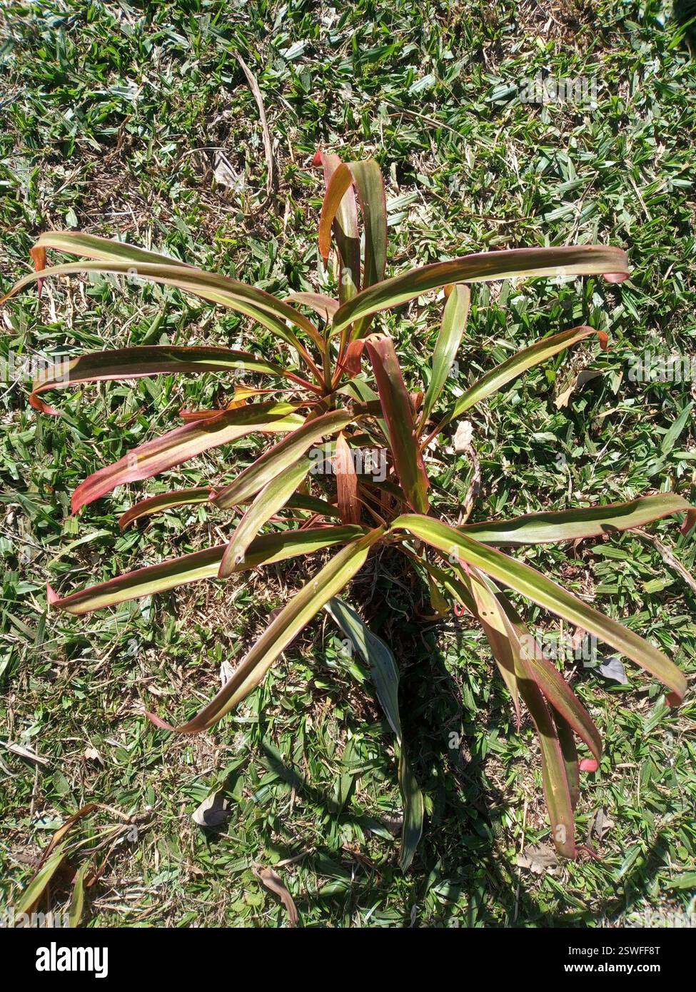 F778+466, Pedro Juan Caballero, Paraguay Stock Photo - Alamy