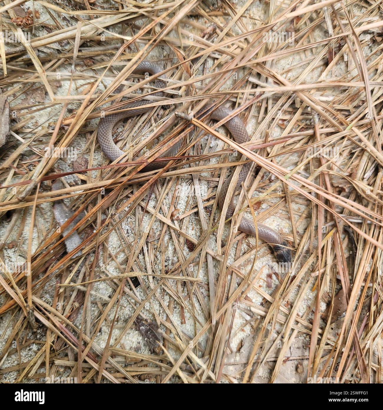 Southeastern Crowned Snake (Tantilla coronata), Reptilia, Prattville ...
