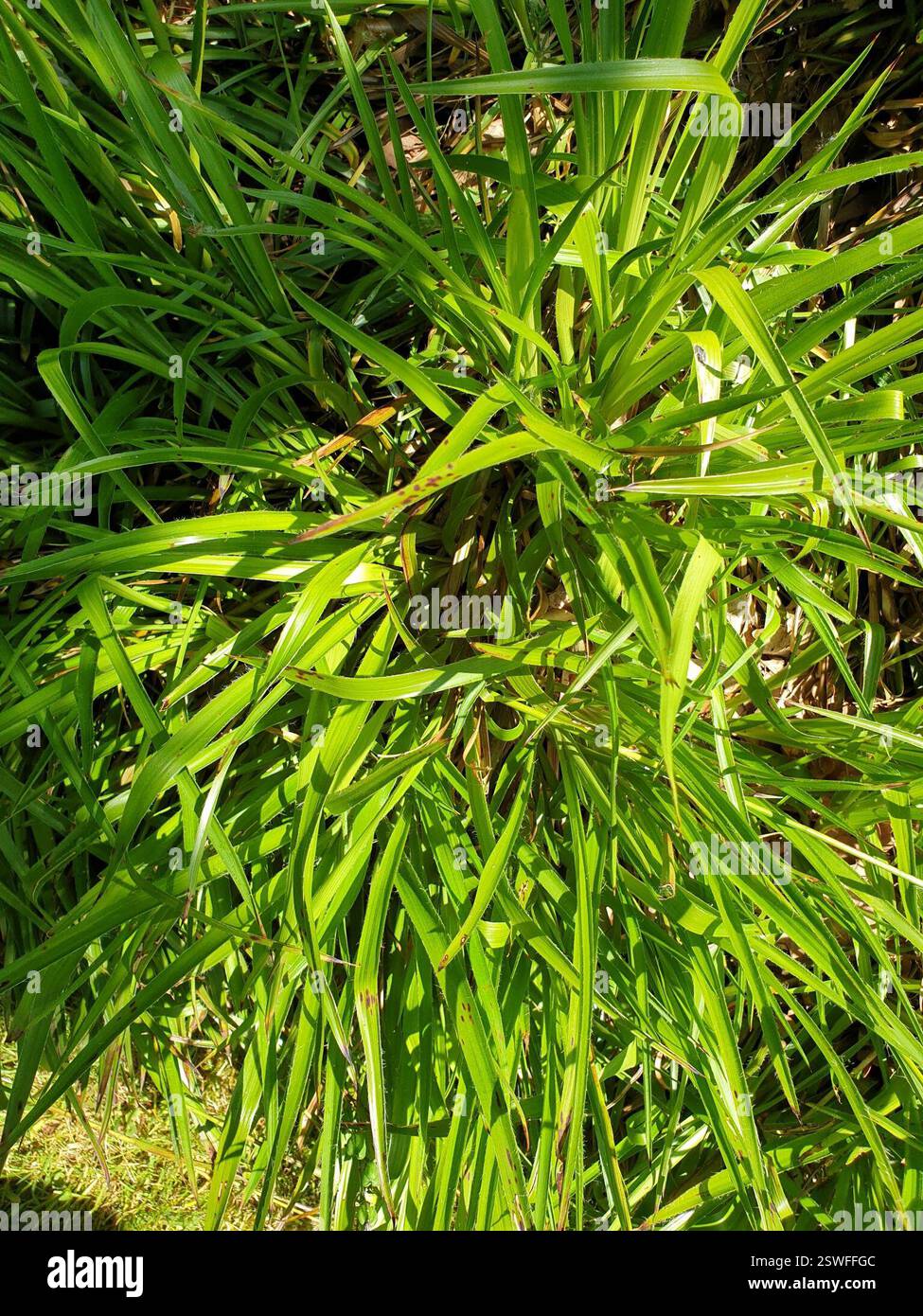 Great Woodrush (Luzula sylvatica), Plantae, Thornhill DG3, UK Stock ...