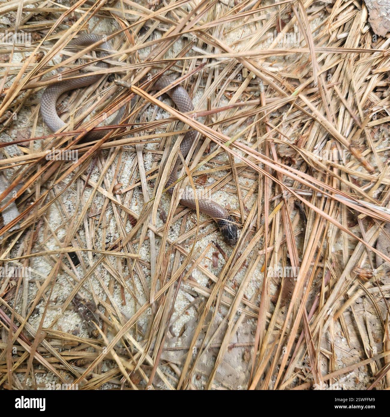 Southeastern Crowned Snake (Tantilla coronata), Reptilia, Prattville ...