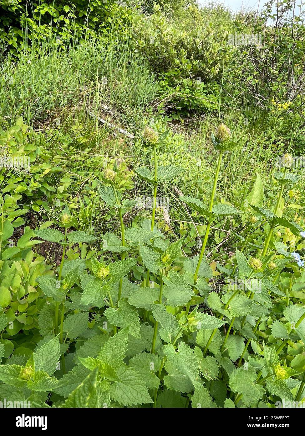 nettle-leaf giant hyssop (Agastache urticifolia), Plantae, Anatone, WA ...