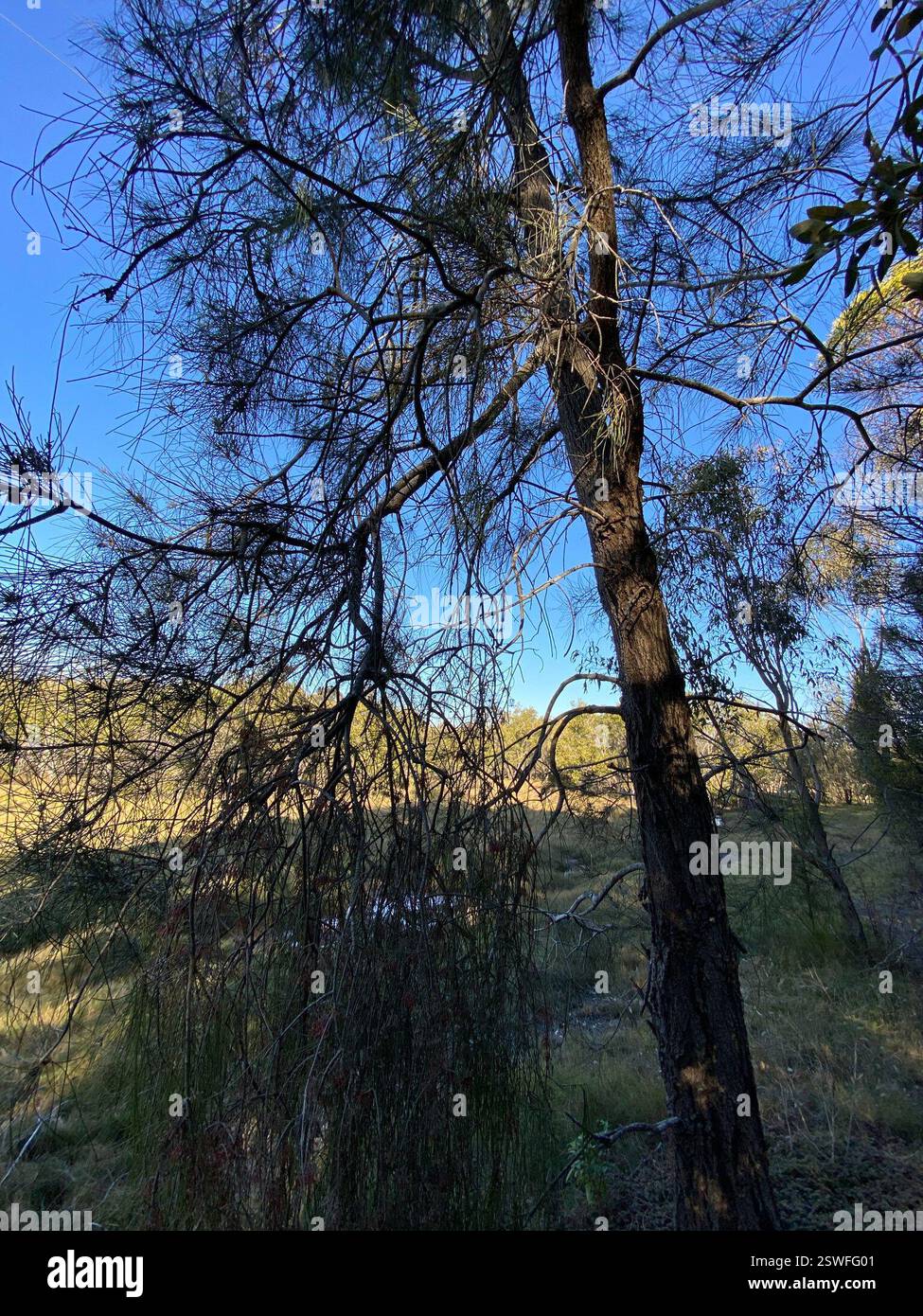Swamp sheoak (Casuarina glauca), Plantae, Southeast Outer Brisbane ...