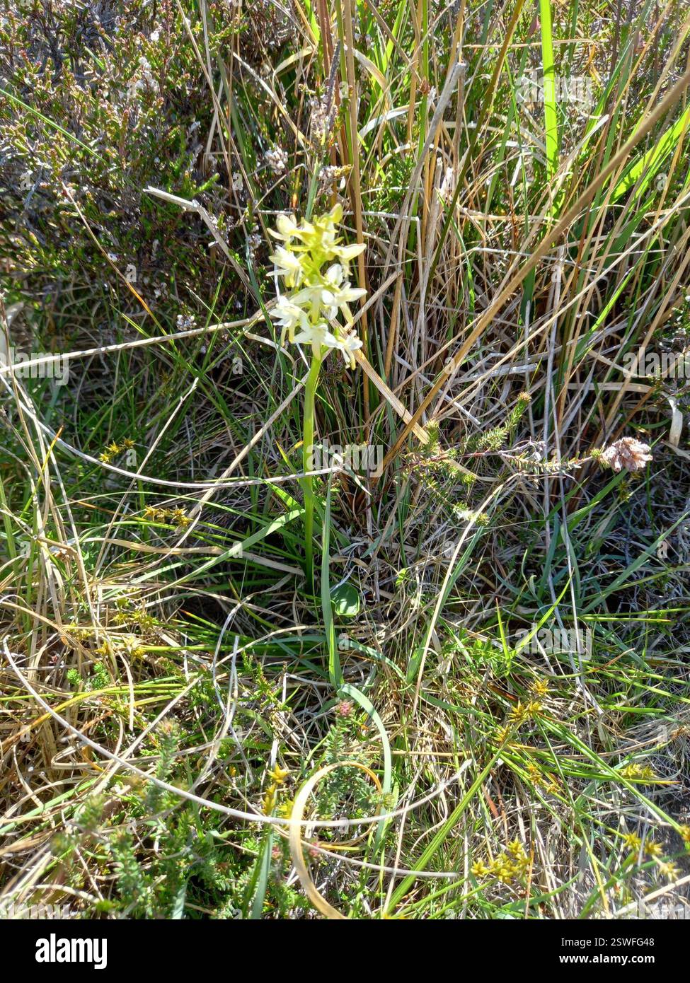 Lesser butterfly-orchid (Platanthera bifolia), Plantae, Kilchoan ...