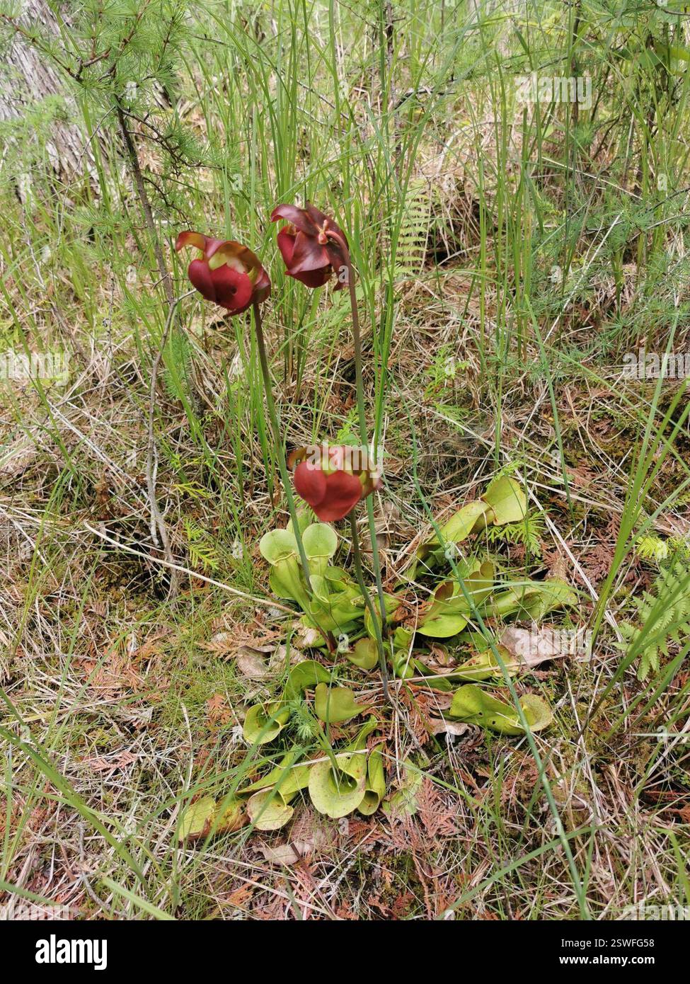 purple pitcher plant (Sarracenia purpurea), Plantae, McDonalds Corners ...