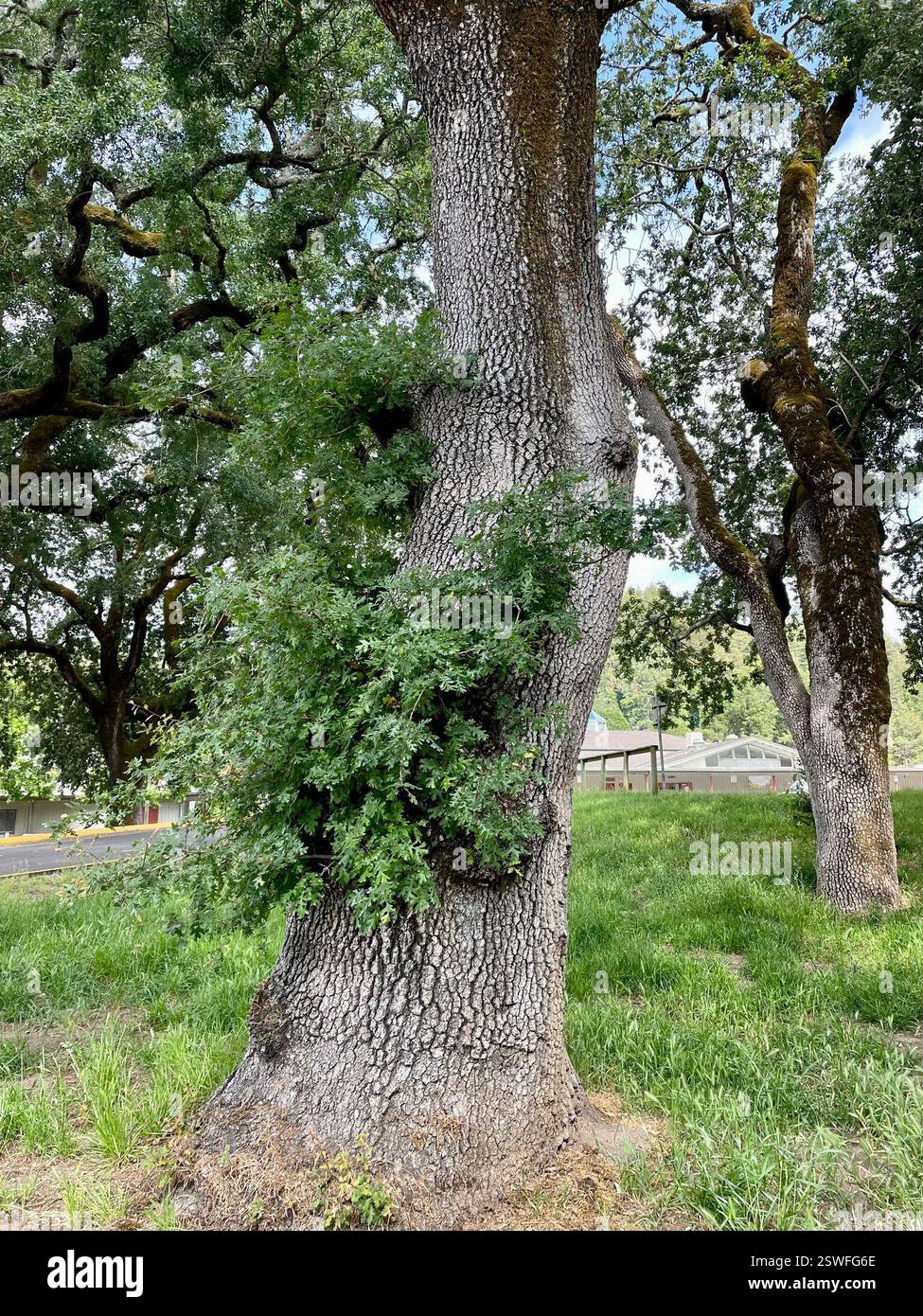 valley oak (Quercus lobata), Plantae, San Lorenzo Valley High School ...