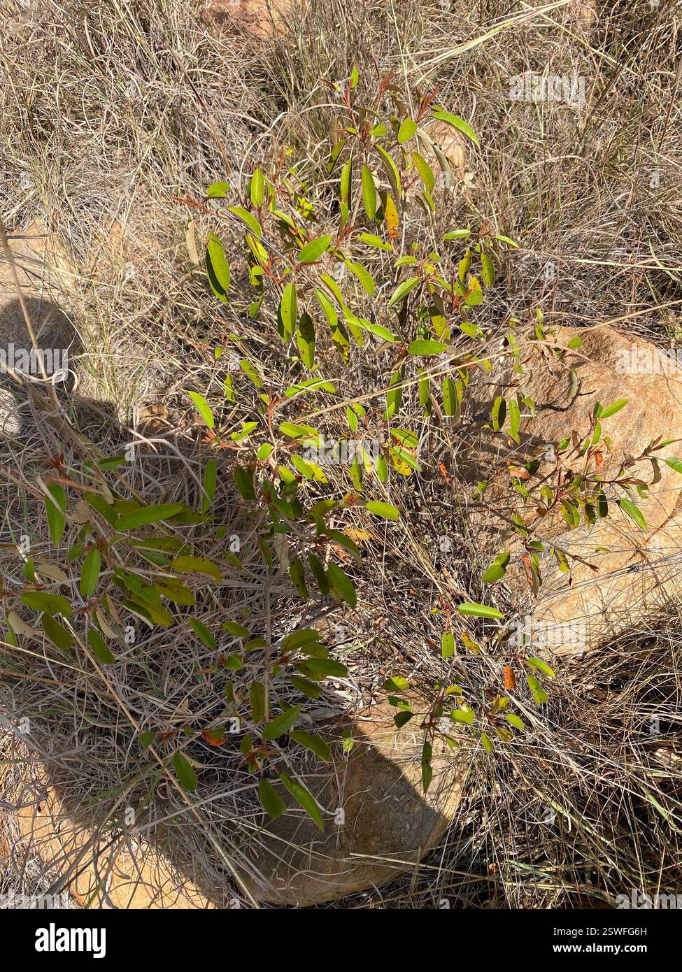 Lavender Feverberry (Croton gratissimus), Plantae, Lephalale Rural ...