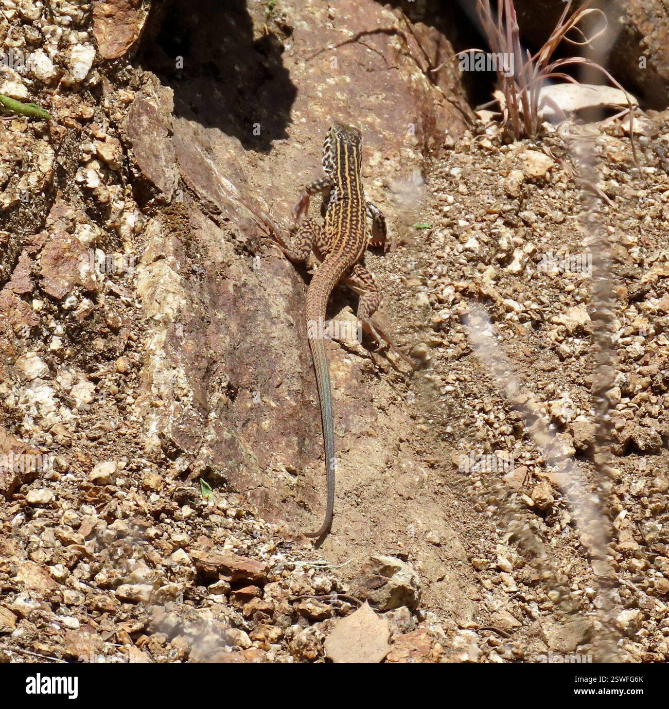 Western whiptail lizard hi-res stock photography and images - Alamy
