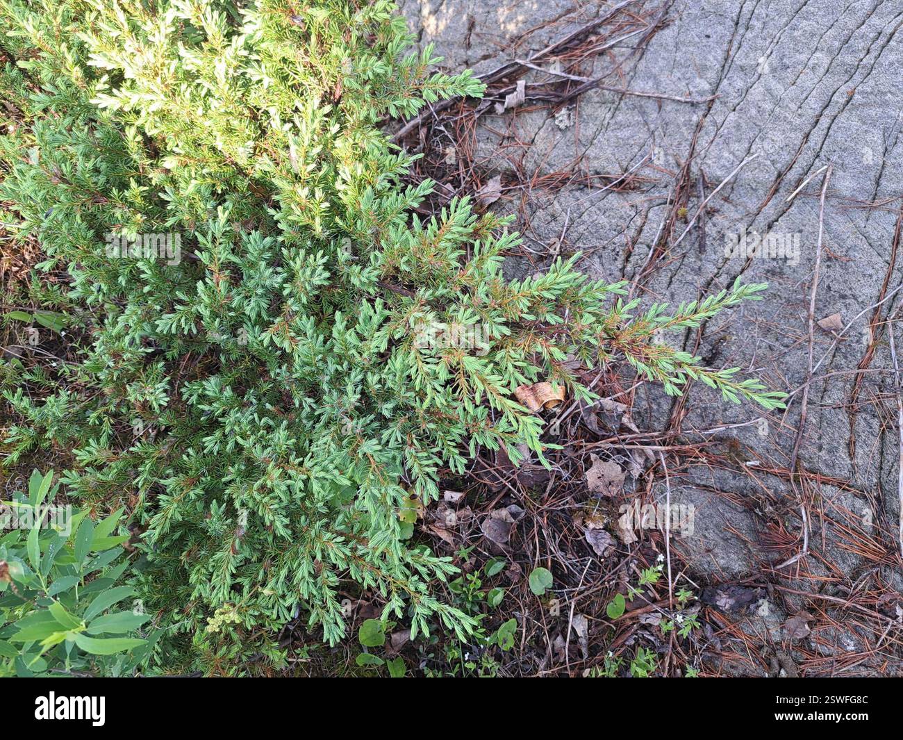 common juniper (Juniperus communis), Plantae, Waldhof, ON P0V, Canada ...