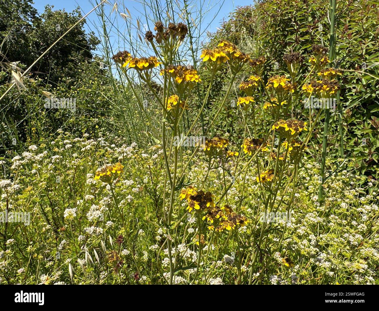 Golden Yarrow (Eriophyllum confertiflorum), Plantae, Linda Flora Dr ...