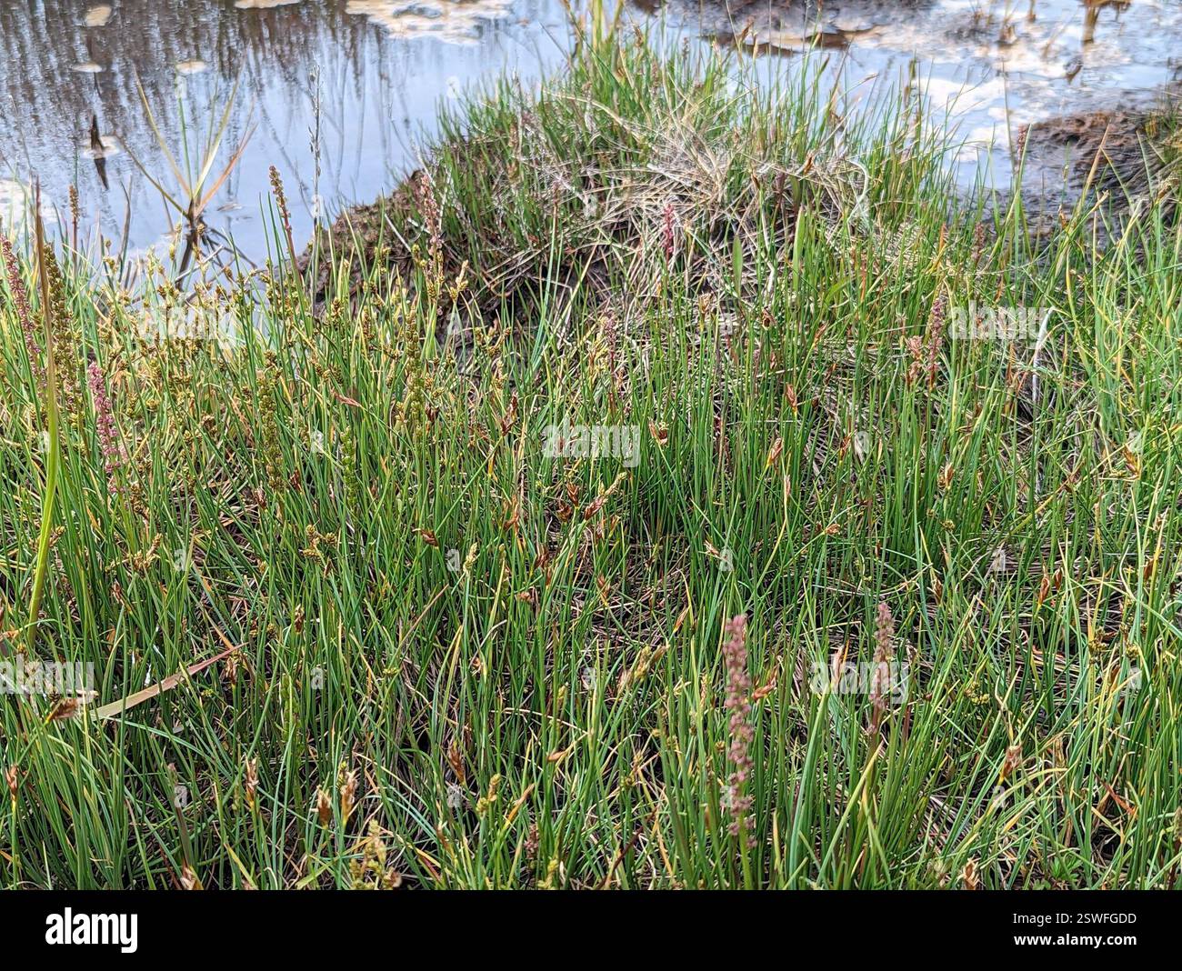 Red Bulrush (Blysmus rufus), Plantae, Westport, NS B0V, Canada Stock ...