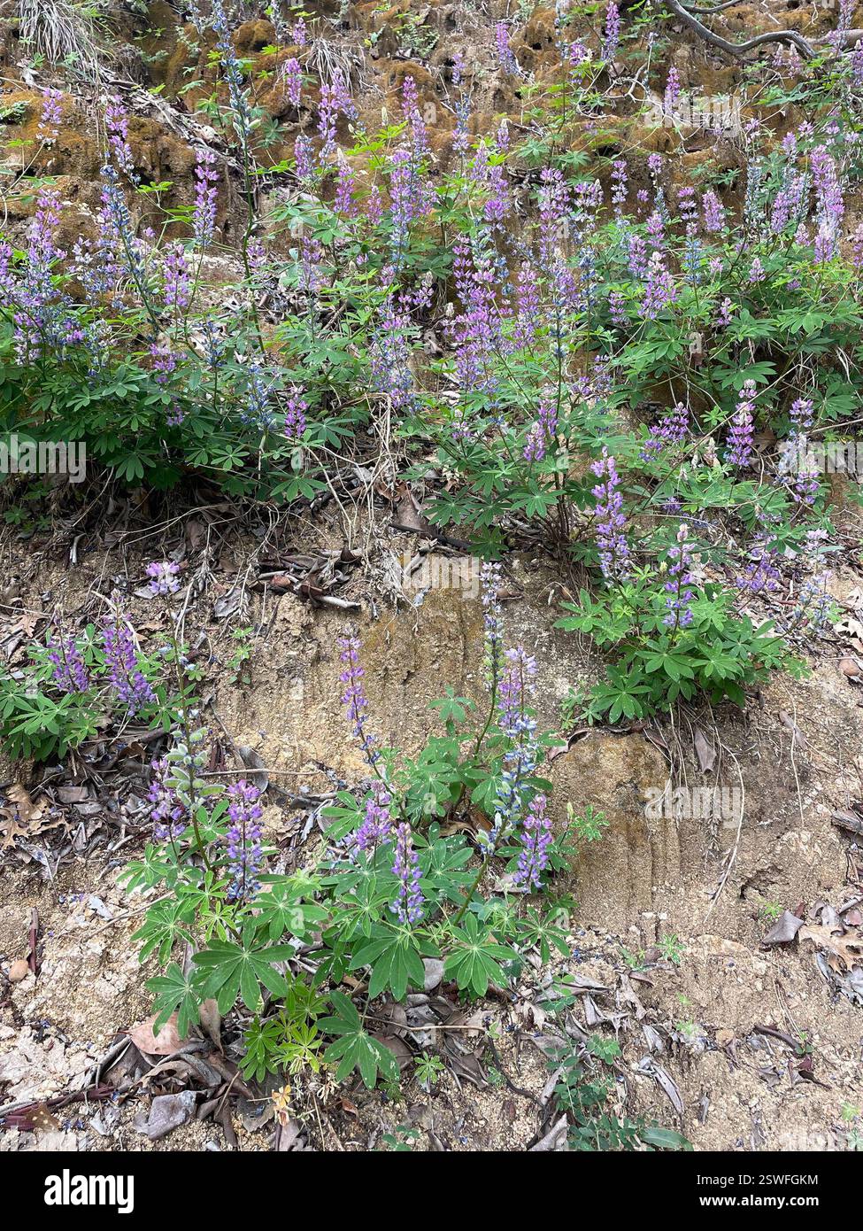 Broadleaf Lupine (Lupinus latifolius), Plantae, Carmel, CA, US, Lupine ...