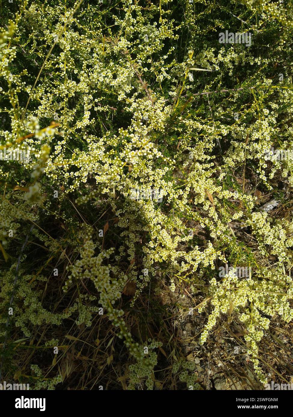 chamise (Adenostoma fasciculatum), Plantae, St Helena, CA 94574, USA ...