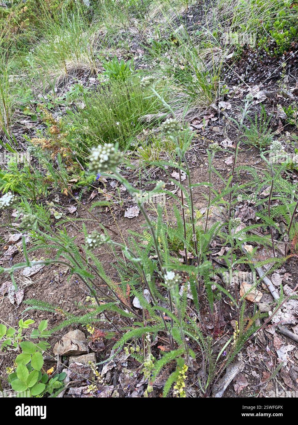common yarrow (Achillea millefolium), Plantae, Sunnydale Rd, Dawson ...