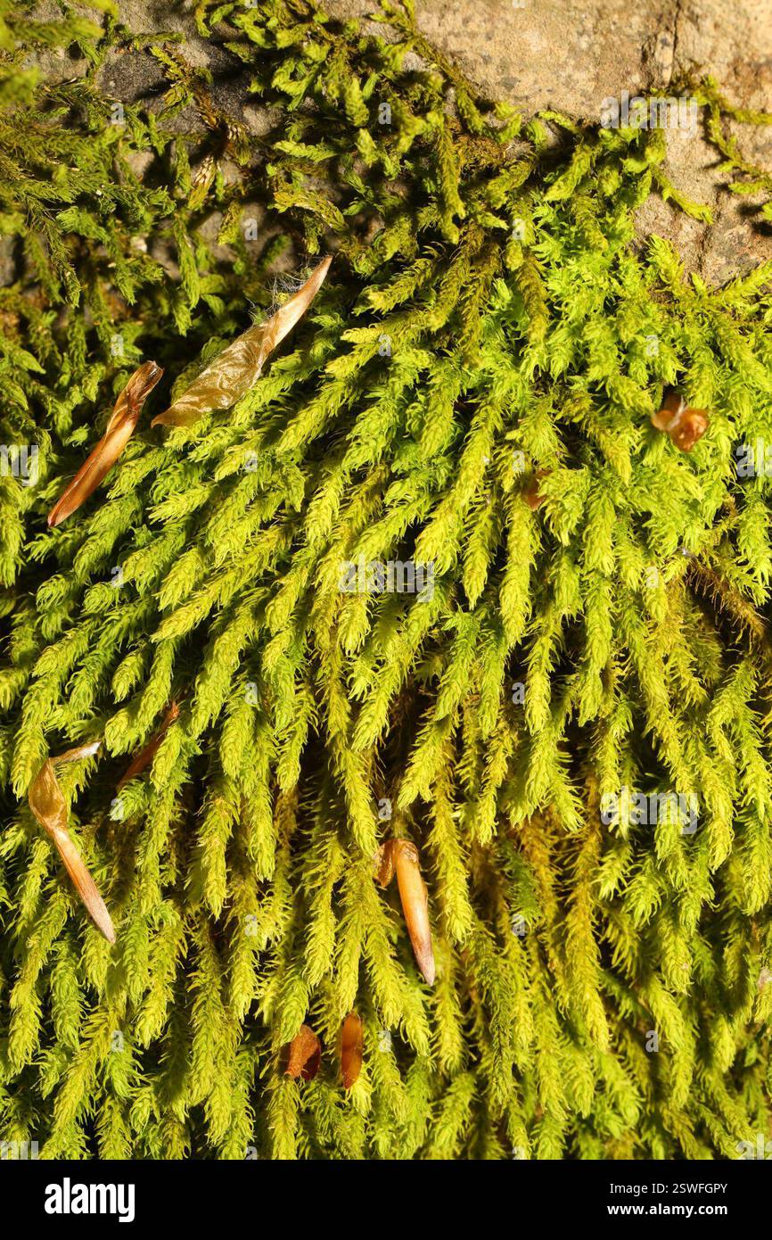 Rambling Tail-moss (Anomodon viticulosus), Plantae, Mill Lane Wood ...