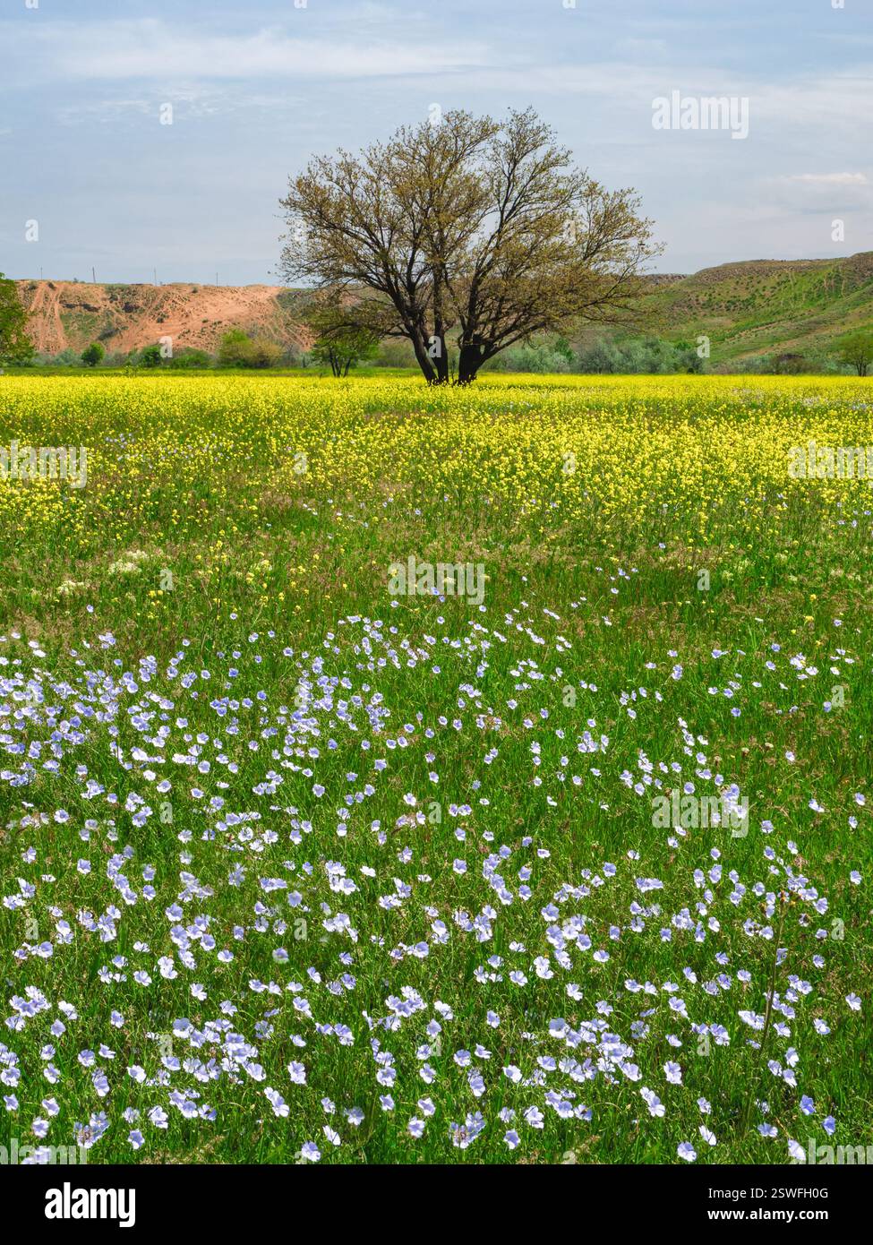 A lone green tree in a field of blooming blue flax and rapeseed in ...