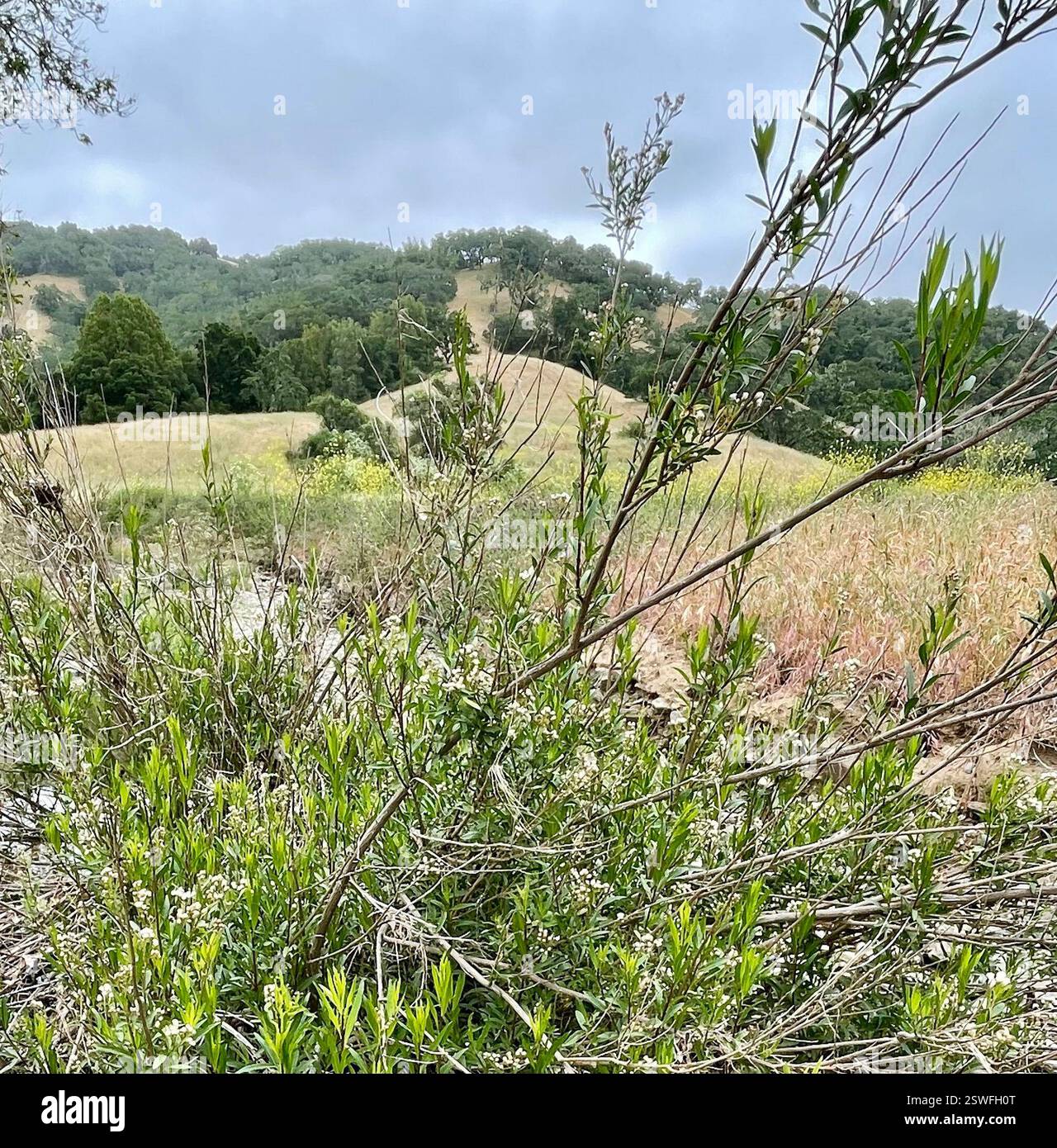 mule fat (Baccharis salicifolia), Plantae, Henry W. Coe State Park ...