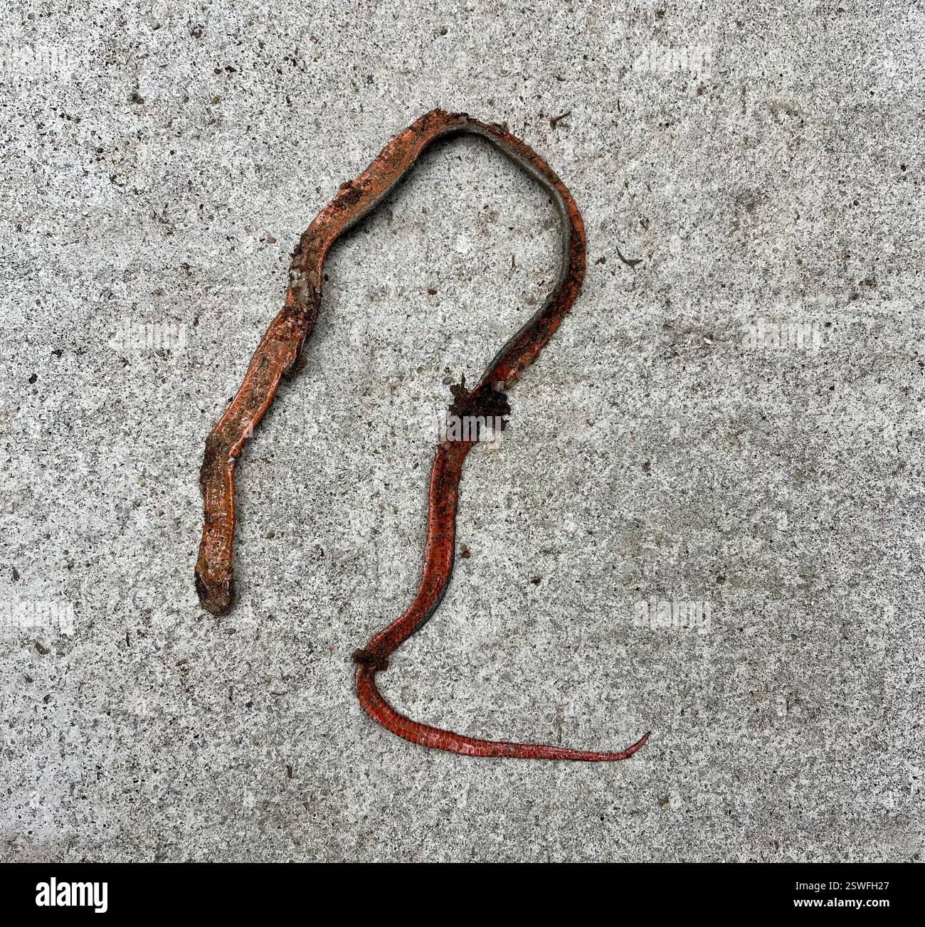 Monterey Ringneck Snake (Diadophis punctatus vandenburgii), Reptilia ...