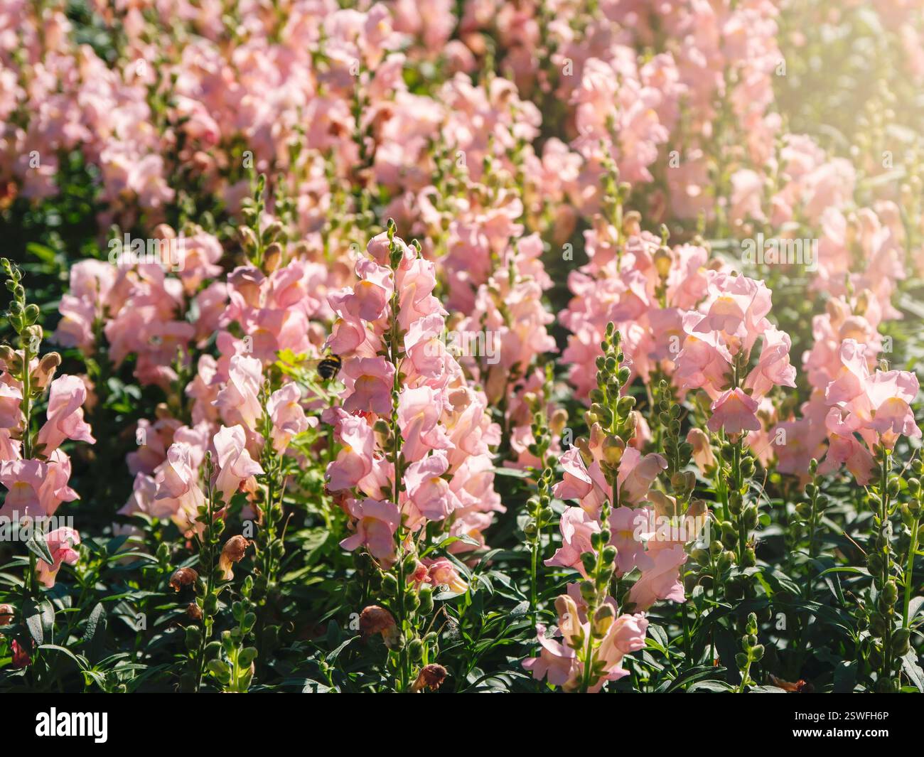Pink flowers of snapdragon (Antirrhinum majus) on the flowerbed ...