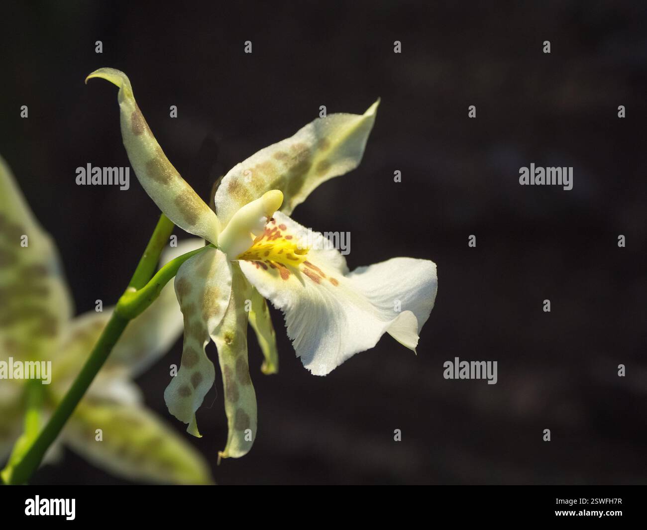 The blossom rare orchids on black background. Breeding of orchids Stock ...