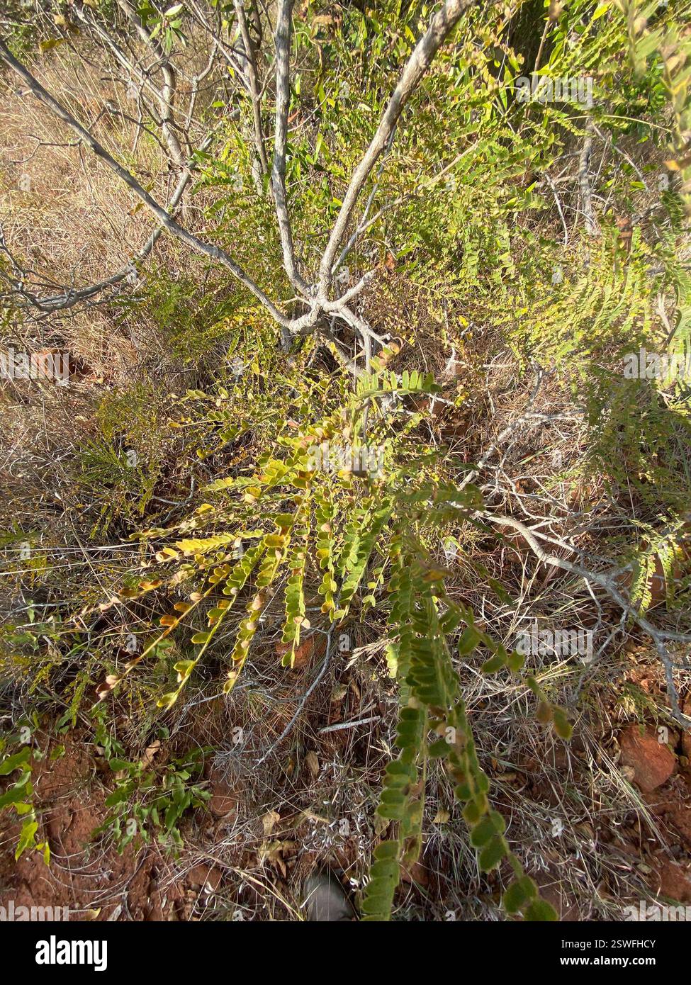Weeping wattle (Peltophorum africanum), Plantae, Lephalale Rural ...