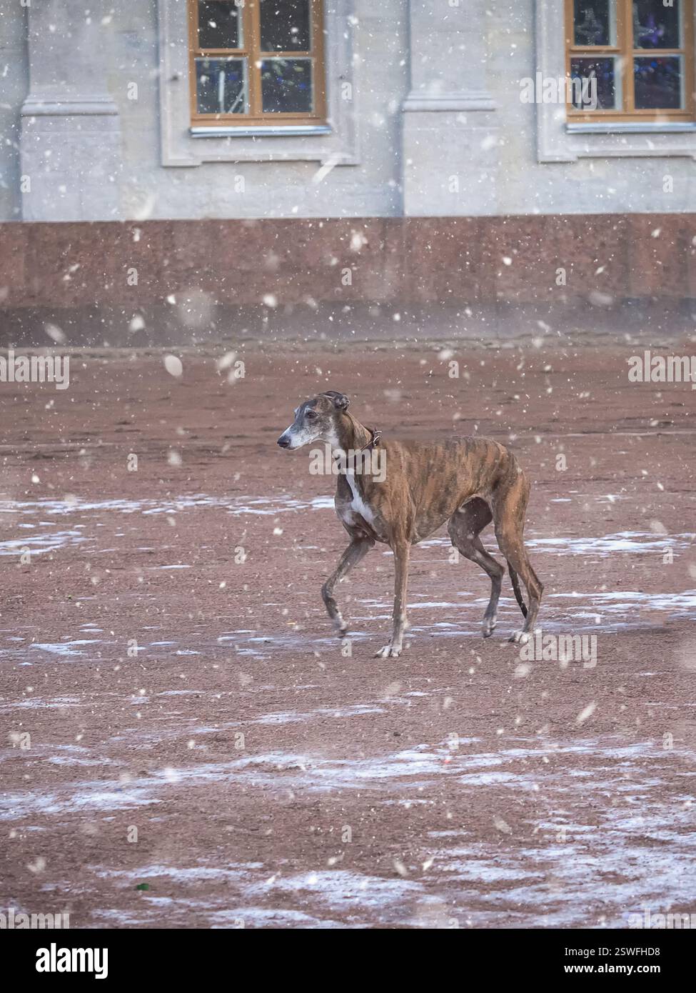 A Greyhound dog on a walk in winter Stock Photo - Alamy