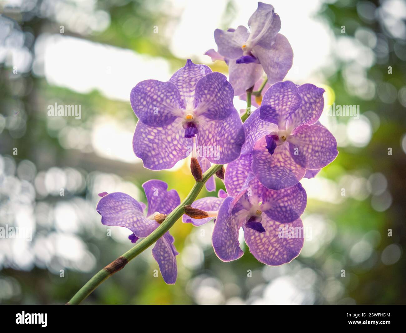 Orchid flowers Blue Vanda. Floral background of blooming orchids Stock ...