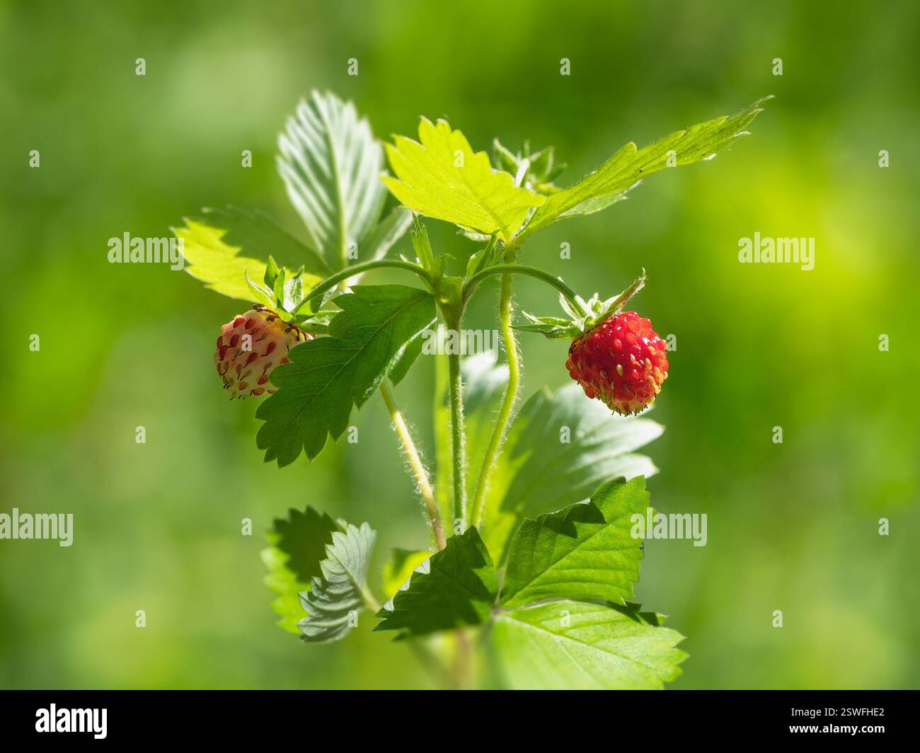 A Bush of ripe forest strawberries on a bright natural green background ...