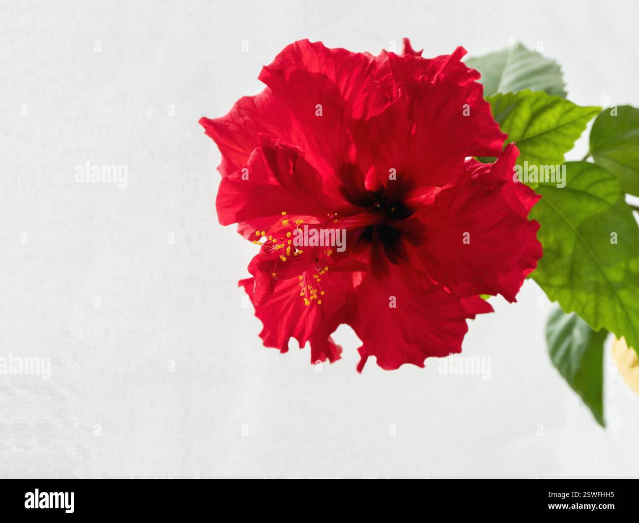 Red terry chinese hibiscus flower on the white background Stock Photo ...