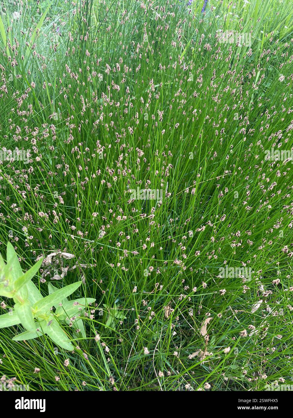 Soft stem spikerush hi-res stock photography and images - Alamy