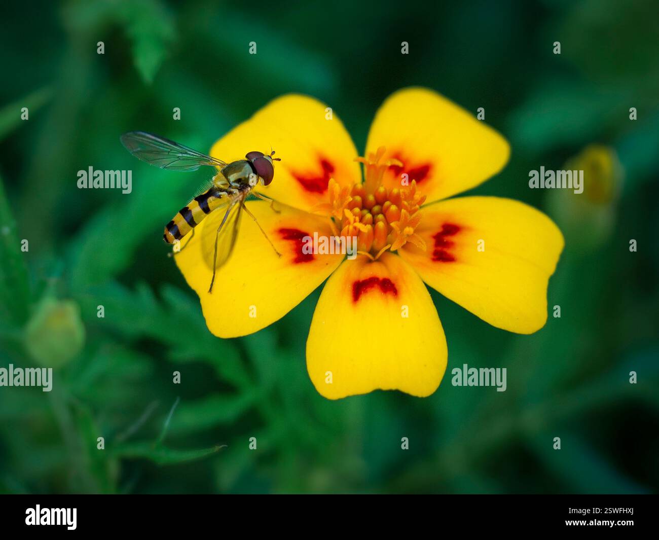 Drosophila Diptera hoverfly insect pollinating marigold flower, close ...