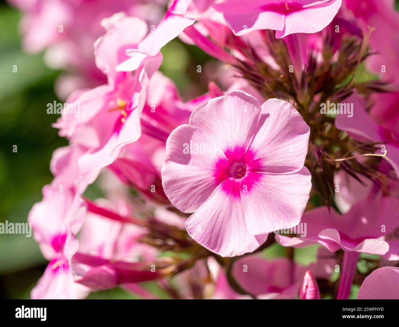 Pink garden Phlox (Phlox paniculata). Flowering branch of pink phlox in ...