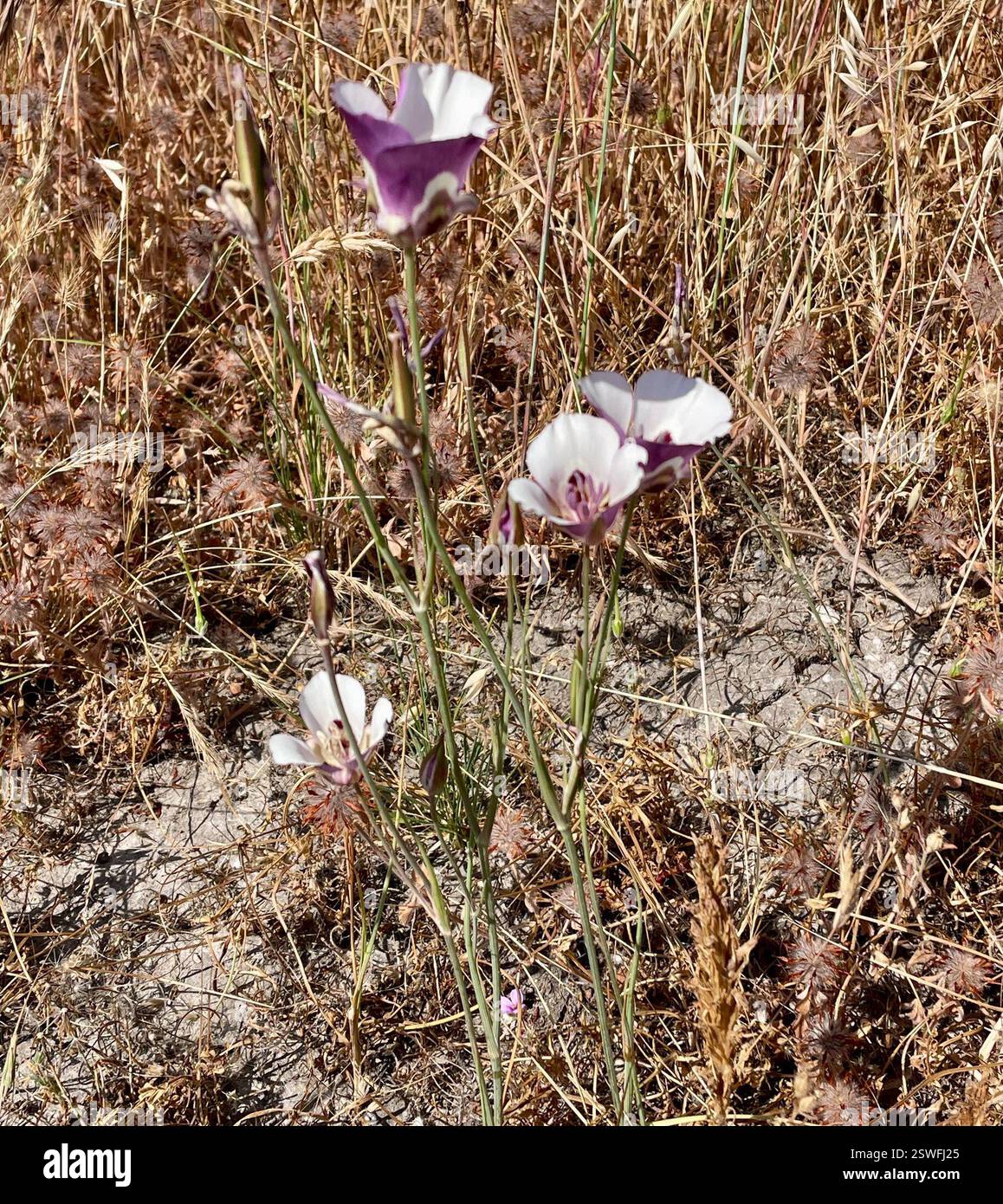 clay mariposa lily (Calochortus argillosus), Plantae, Fort Ord National ...
